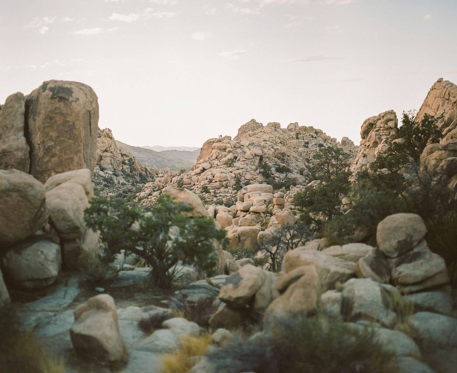 Complete Guide To Camping In Joshua Tree National Park